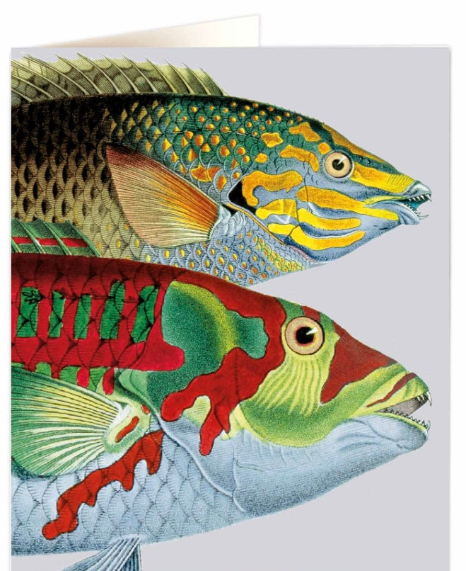 Archivist Girelle Fish Natural History Card – Bunka