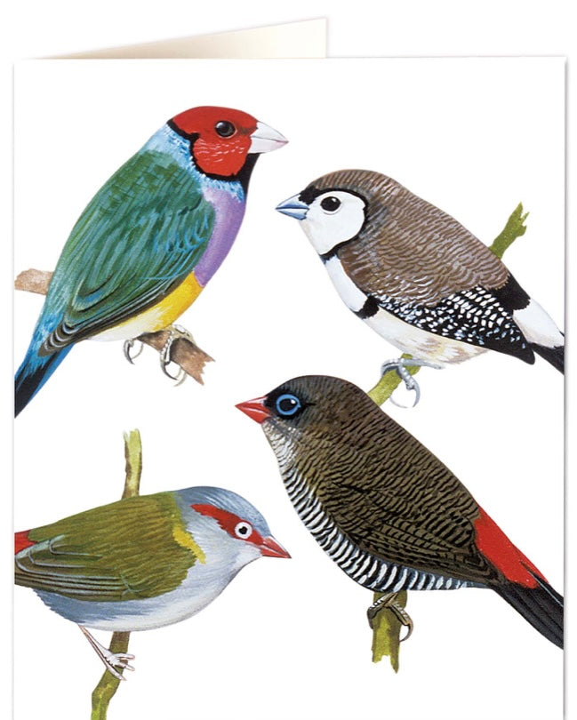 Archivist Finches Card – Bunka